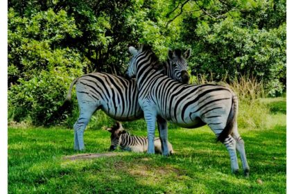 iNsingizi Lodge and Spa - ZA Town