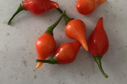 ExtraOrdinary Edible Patch - ZA Town